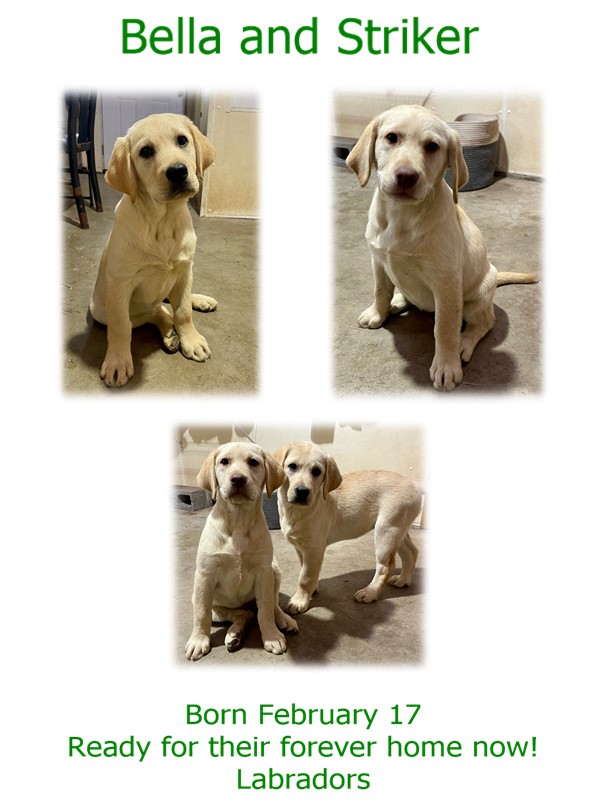 Labrador Litters – Sievers Retrievers