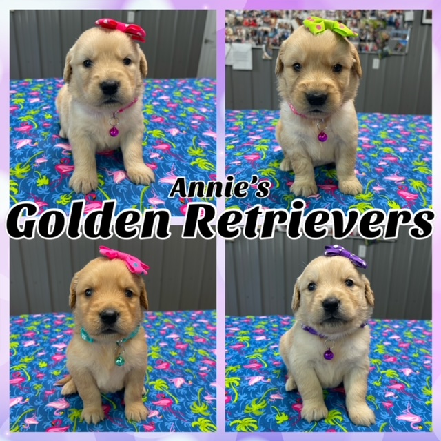 Golden Litters – Sievers Retrievers