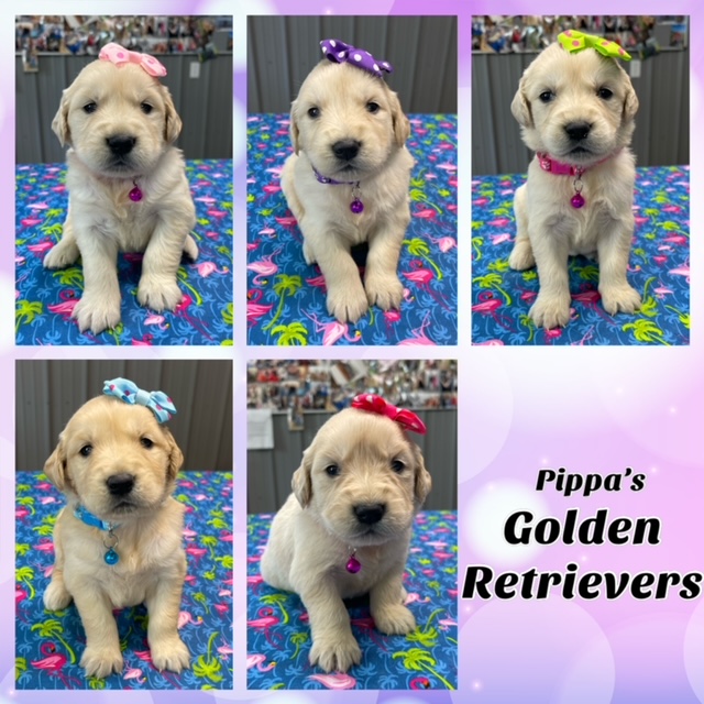 Golden Litters – Sievers Retrievers