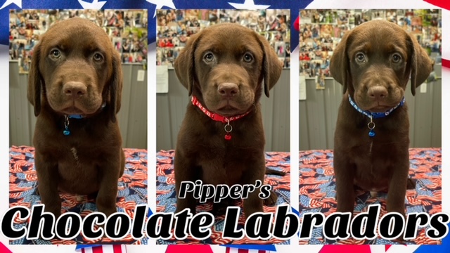 Labrador Litters – Sievers Retrievers
