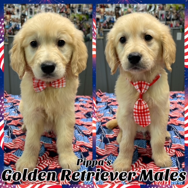 Golden Litters – Sievers Retrievers