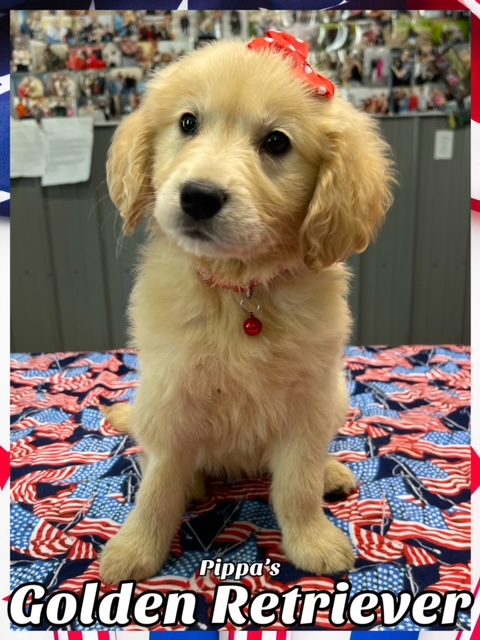 Golden Litters – Sievers Retrievers