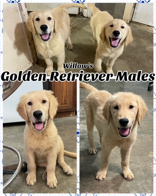 Golden Litters – Sievers Retrievers