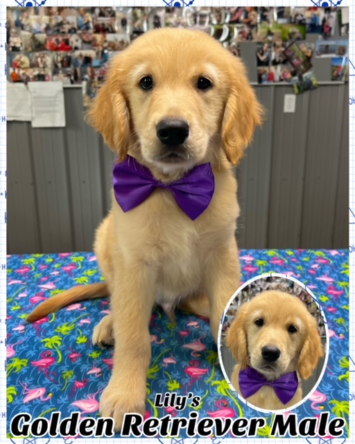 Golden Litters – Sievers Retrievers