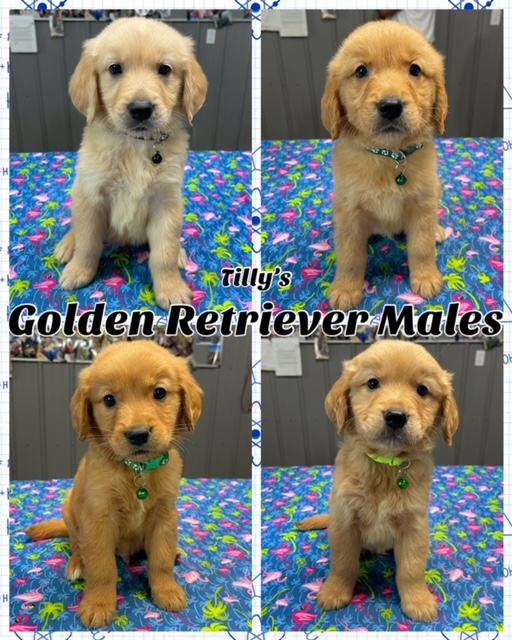 Golden Litters – Sievers Retrievers