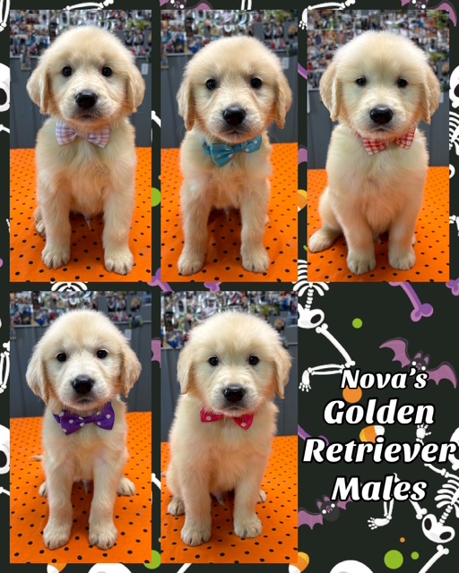 Golden Litters – Sievers Retrievers